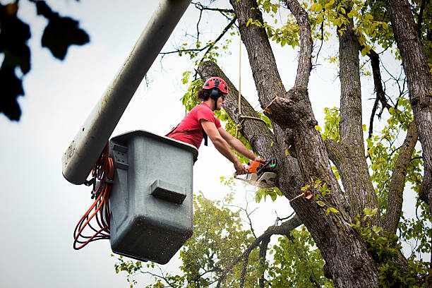 Lexington, SC Tree Trimming & Pruning | Expert Care | (183) 341-71744