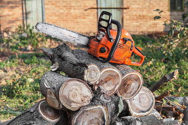 North Tonawanda, NY Tree Trimming & Pruning | Expert Care | (183) 341-71744
