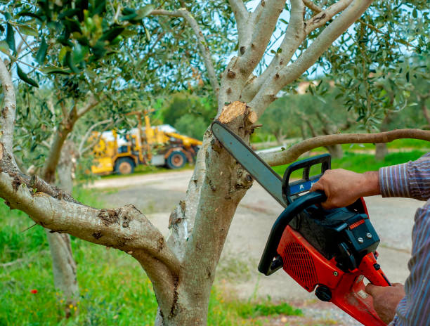Holladay, UT Tree Trimming & Pruning | Expert Care | (183) 341-71744