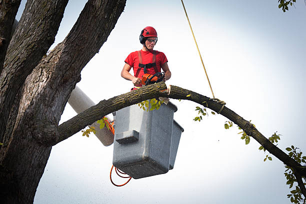 Holladay, UT Tree Trimming & Pruning | Expert Care | (183) 341-71744