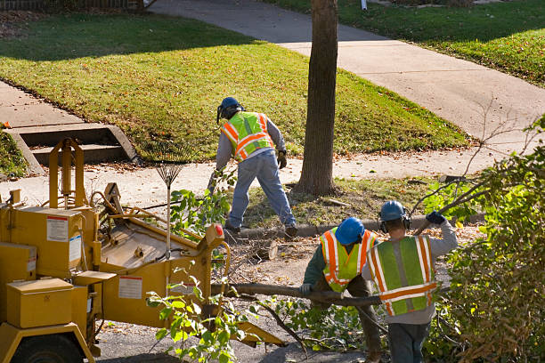 Chalfont, PA Tree Removal & Stump Grinding | Safe Pros | (183) 341-71744