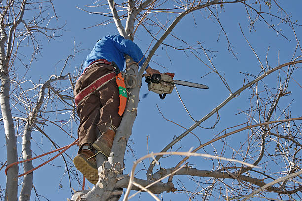 Columbia, SC Tree Removal & Stump Grinding | Safe Pros | (183) 341-71744