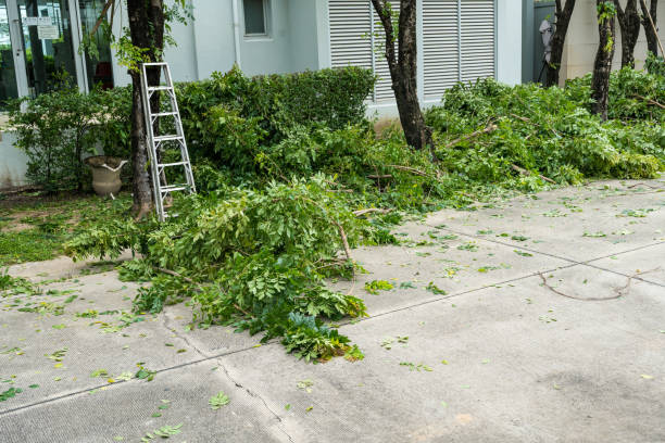 Chalfont, PA Tree Removal & Stump Grinding | Safe Pros | (183) 341-71744