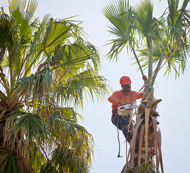 Columbia, SC Tree Removal & Stump Grinding | Safe Pros | (183) 341-71744