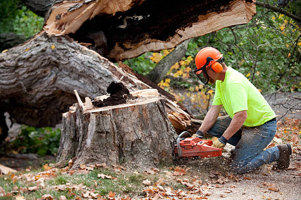 North Tonawanda, NY Tree Trimming & Pruning | Expert Care | (183) 341-71744