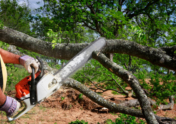 Lexington, SC Tree Trimming & Pruning | Expert Care | (183) 341-71744
